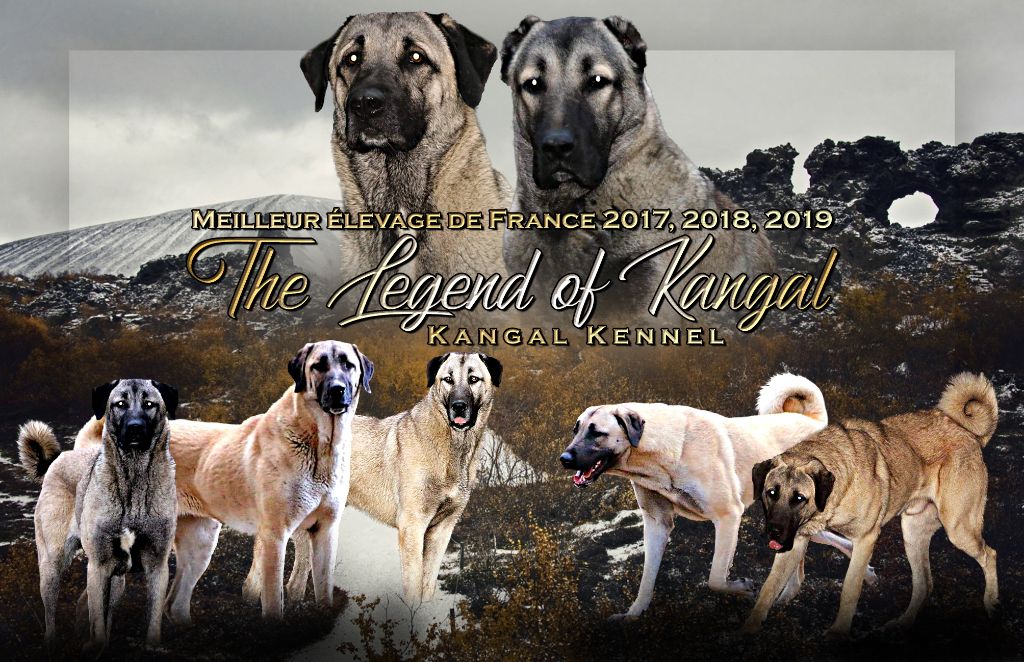 Accueil - Elevage The Legend Of Kangal - eleveur de chiens Berger d ...