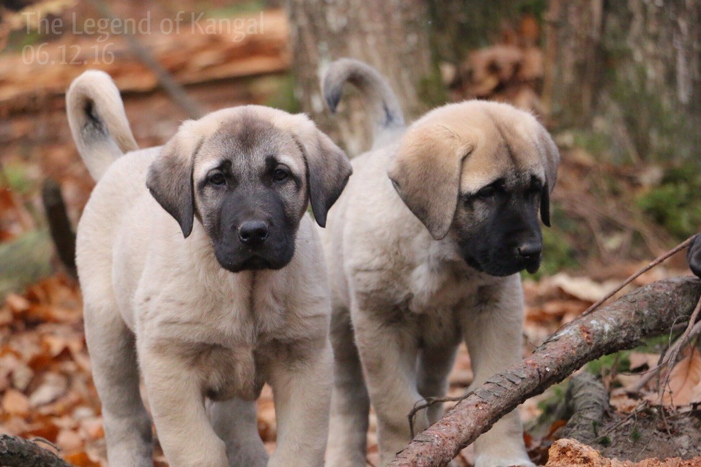 Accueil - Elevage The Legend Of Kangal - eleveur de chiens Berger d ...